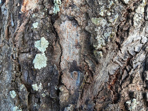 Mahogany Tree Trunk Surface Texture Stock Photo - Image of brown ...