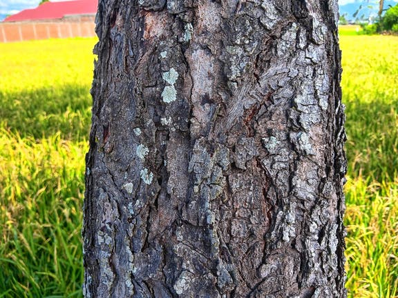 Mahogany Tree Trunk Surface Texture Stock Image - Image of abstract ...