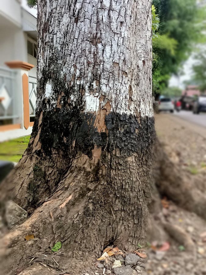 Mahogany Tree Trunks that Can Live for Decades Stock Image - Image of ...