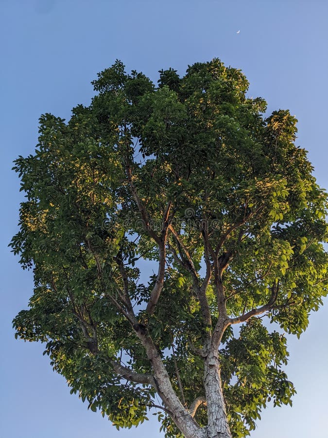 Ahogany Stock Photos - Free & Royalty-Free Stock Photos from Dreamstime