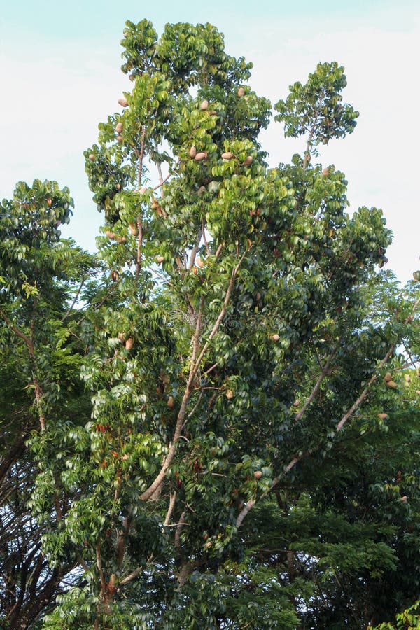 The Mahogany Tree Has Borne Fruit Stock Image - Image of leaf, plant ...