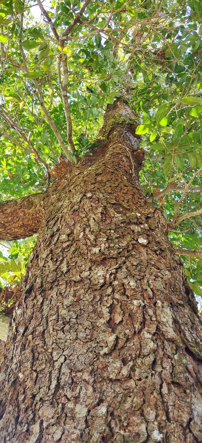Mahogany Trees Towering with Shady Branches Stock Photo - Image of ...