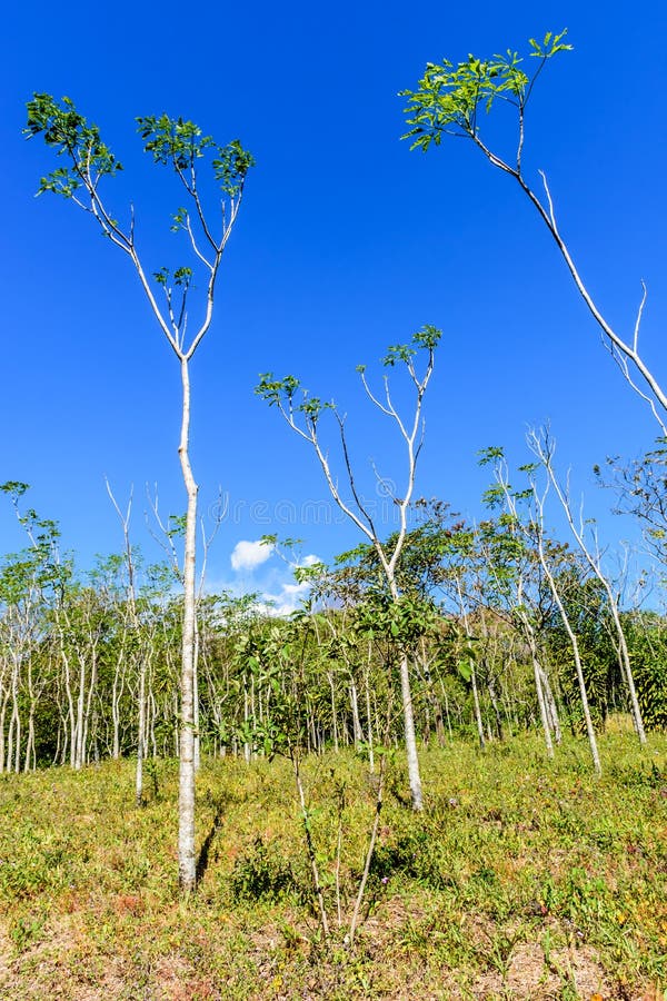 Mahogony tree saplings stock image. Image of scene, horticulture - 87459937