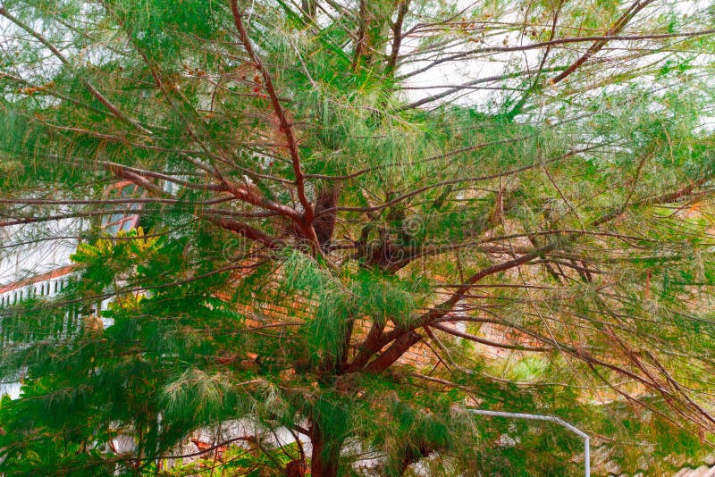 The mahoni tree stock photo. Image of tree, trees, landscape - 202961846