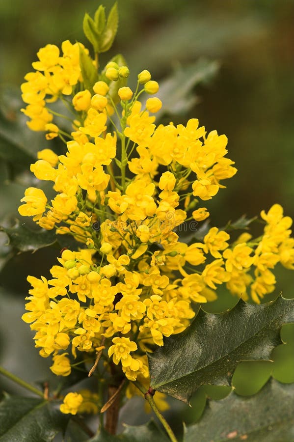 20+ Mahonia Free Stock Photos - StockFreeImages