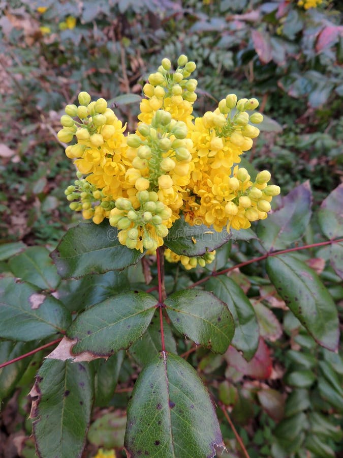 Mahonia Japonica Shrub during Flowering Stock Image - Image of shrub ...
