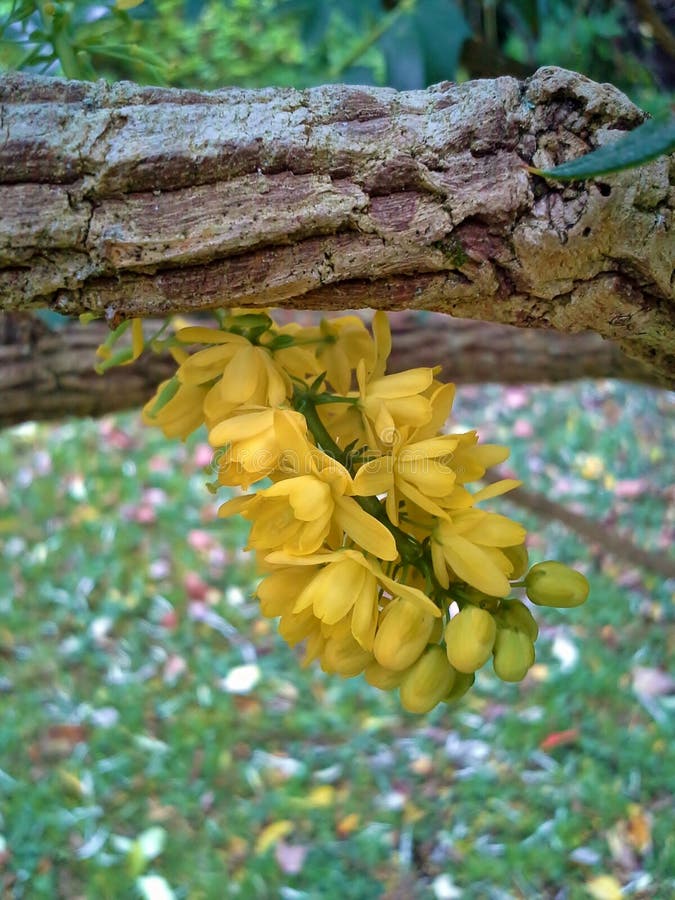 Mahonia Japonica through a Tree Stock Image - Image of autumn, flower ...