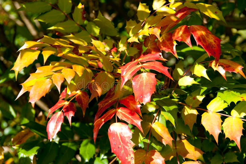 Mahonia leaves stock image. Image of beautiful, horizontal - 58804353