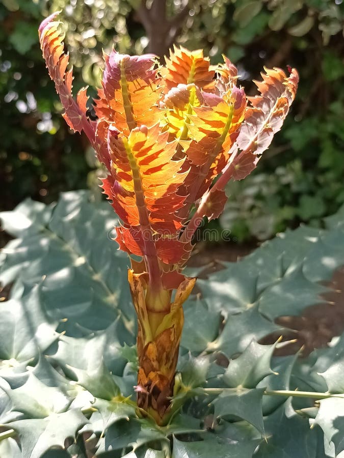 Mahonia New Budding Garden Plant Stock Image - Image of budding ...