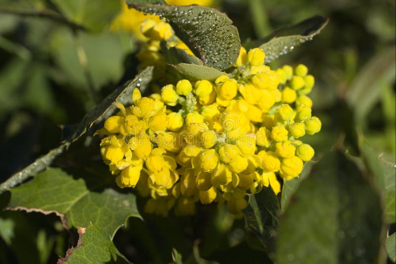 Idaho Oregon Grape Stock Photos - Free & Royalty-Free Stock Photos from ...