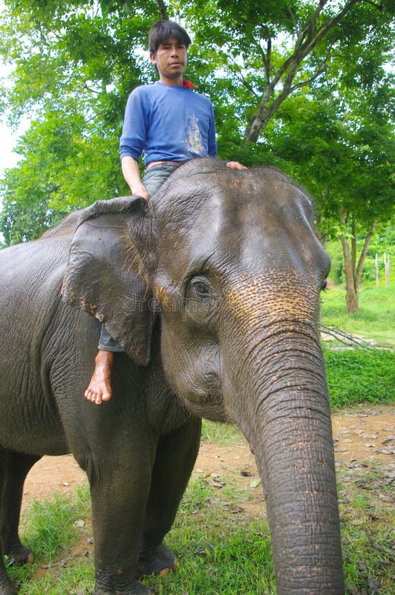 Mahout editorial photography. Image of attraction, sitting - 20458407