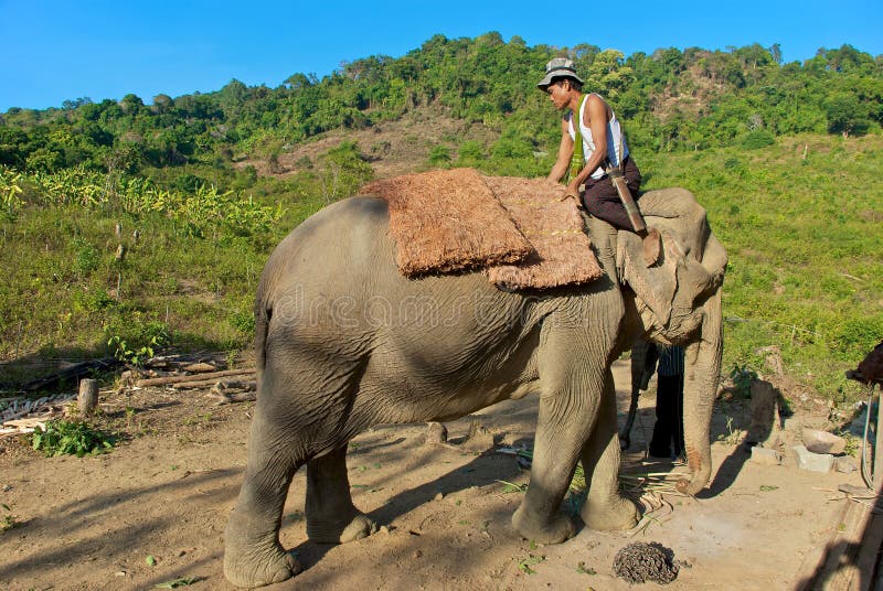 Mahout editorial stock image. Image of traditional, harsh - 25945949