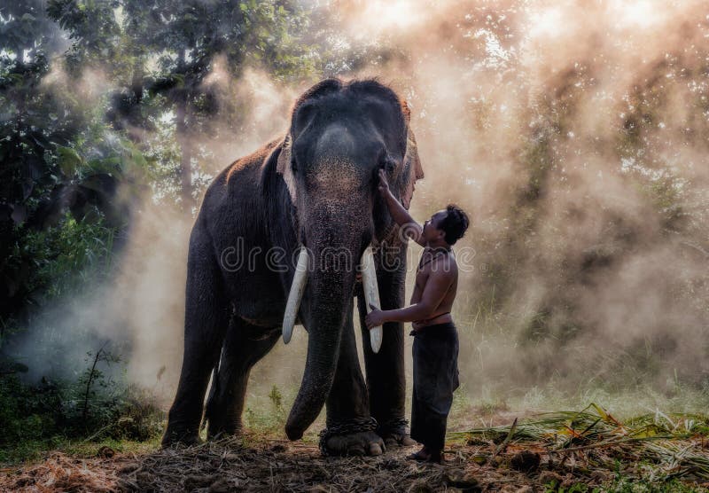 Mahout foto de stock. Imagem de orelhas, pés, campo, homem - 69995180