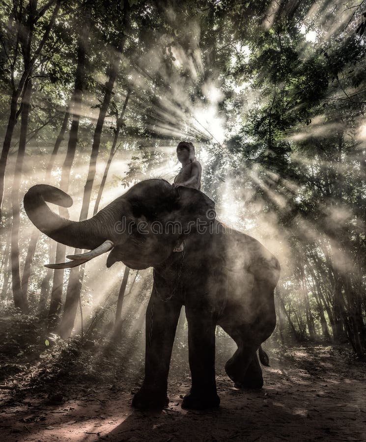 Mahout stock photo. Image of countryside, enclosure, cambodia - 69995180