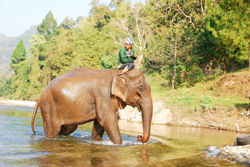 Mahout and elephant editorial stock image. Image of jungle - 37362179