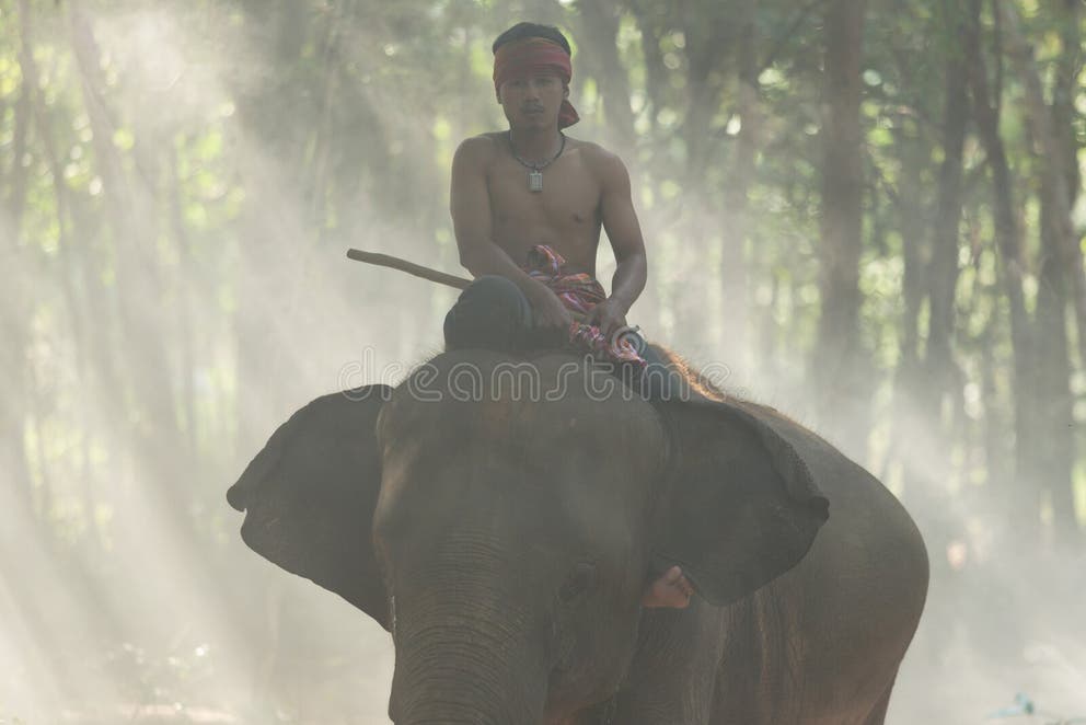 Mahout on elephant back stock image. Image of wall, feet - 62389583