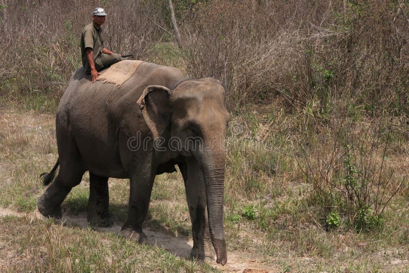 Mahout and Elephant at Chitwan Editorial Photo - Image of animal ...