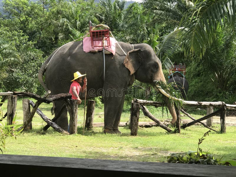 A mahout with elephant editorial image. Image of nature - 123041280