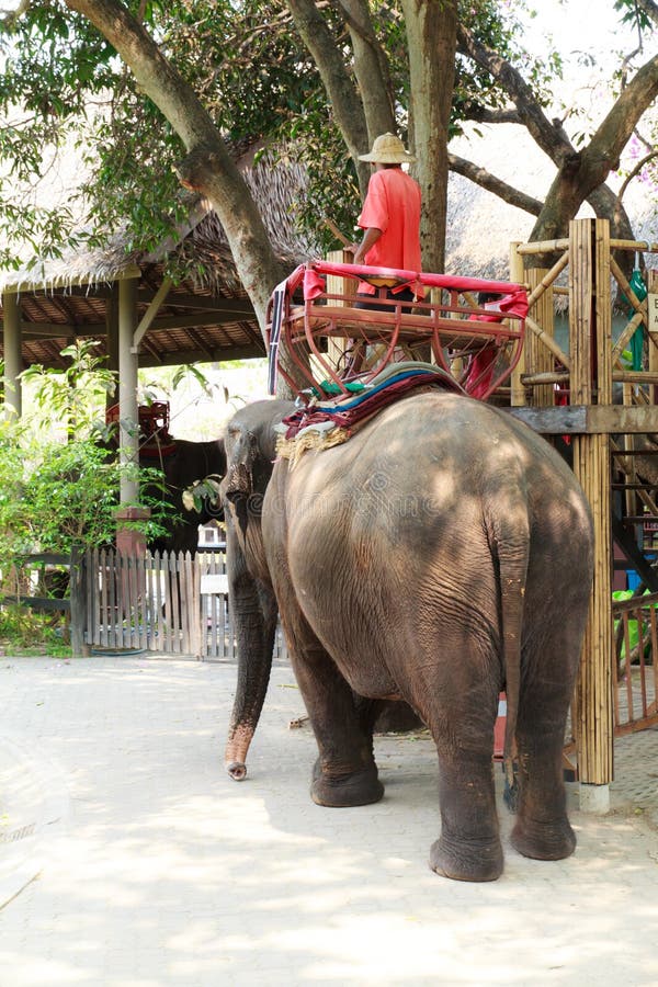 Mahout and elephant editorial photo. Image of park, endangered - 41167696