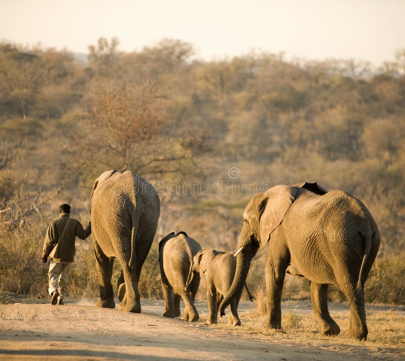 Mahout and his elephant stock photo. Image of wild, safari - 6073994