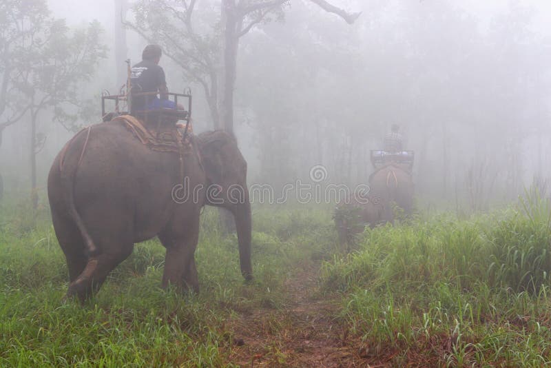 Mahout Riding Elephant in the Wild on the Morning. Thailand. Editorial ...