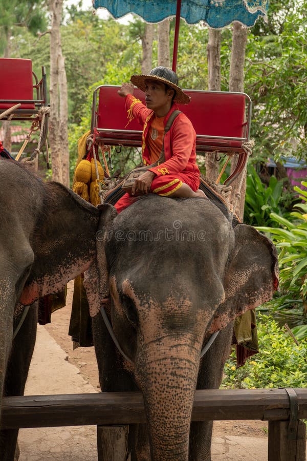 Mahout Sits on Elephant with Red Howdah Editorial Stock Photo - Image ...