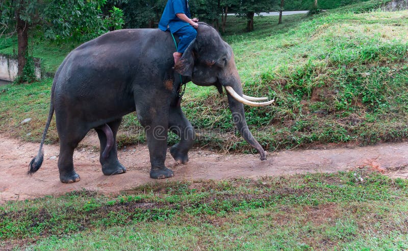 Mahout Sitting on the Back of an Elephant Doing Shower Elephant Stock ...