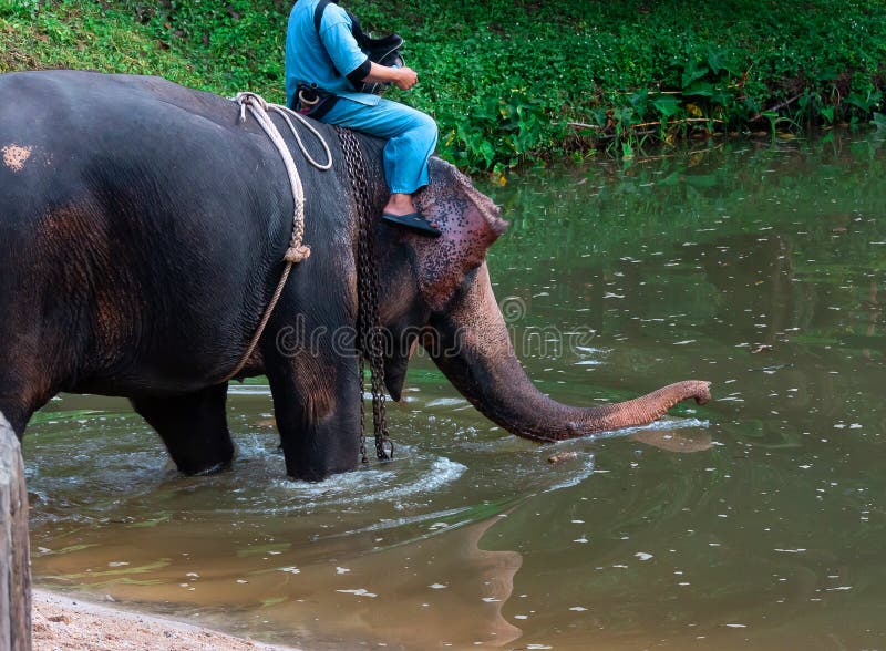 Mahout Sitting on the Back of an Elephant Doing Shower Elephant Stock ...