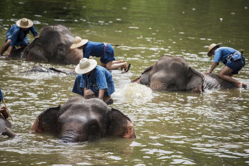 Mahouts Bath and Clean the Elephants in the River Editorial Photo ...