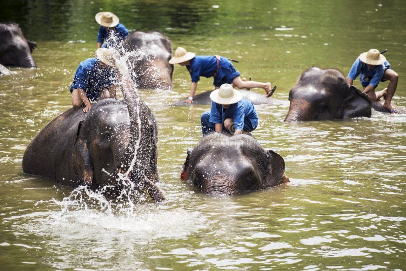 Mahouts Bath and Clean the Elephants in the River Editorial Photo ...