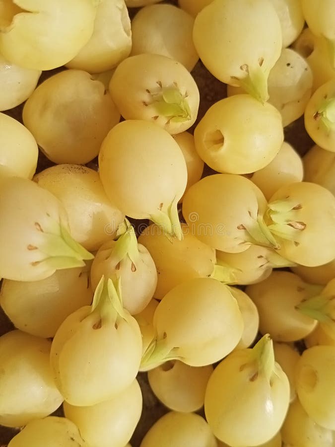 A Fallen Sea Mahua Tree Against Limestone Rock at Sitapur Beach, Neil ...