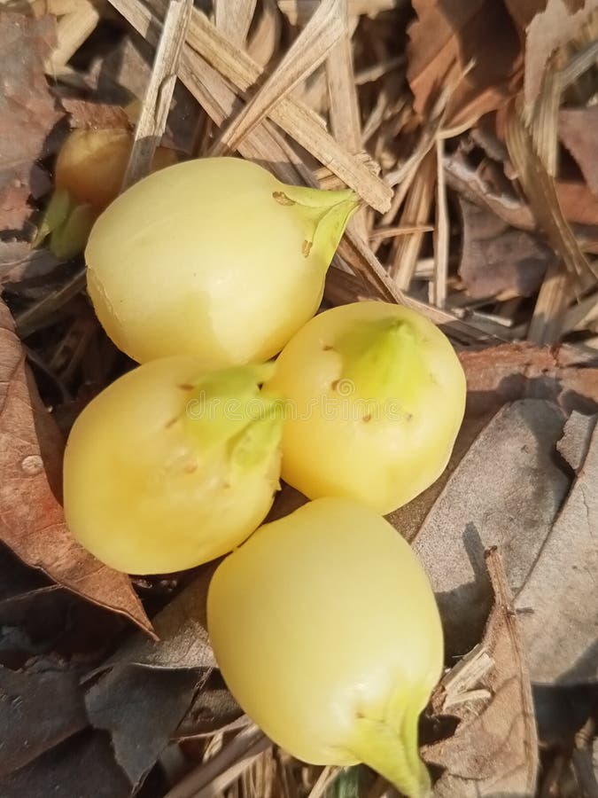 Mahua Has Fallen Under the Tree Stock Image - Image of yellow ...