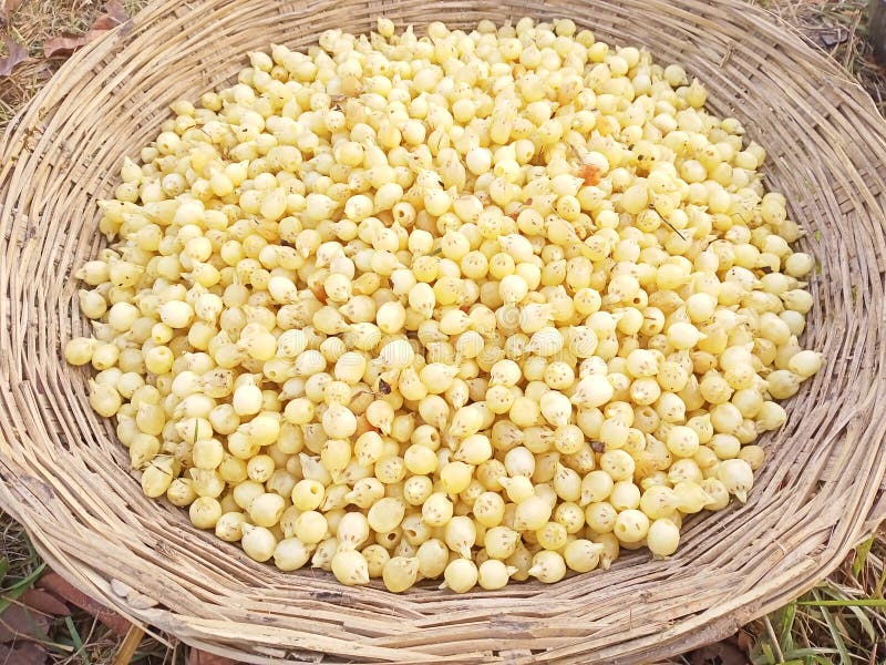 Mahua Madhua Longifolia in the Basket Stock Photo - Image of crop ...