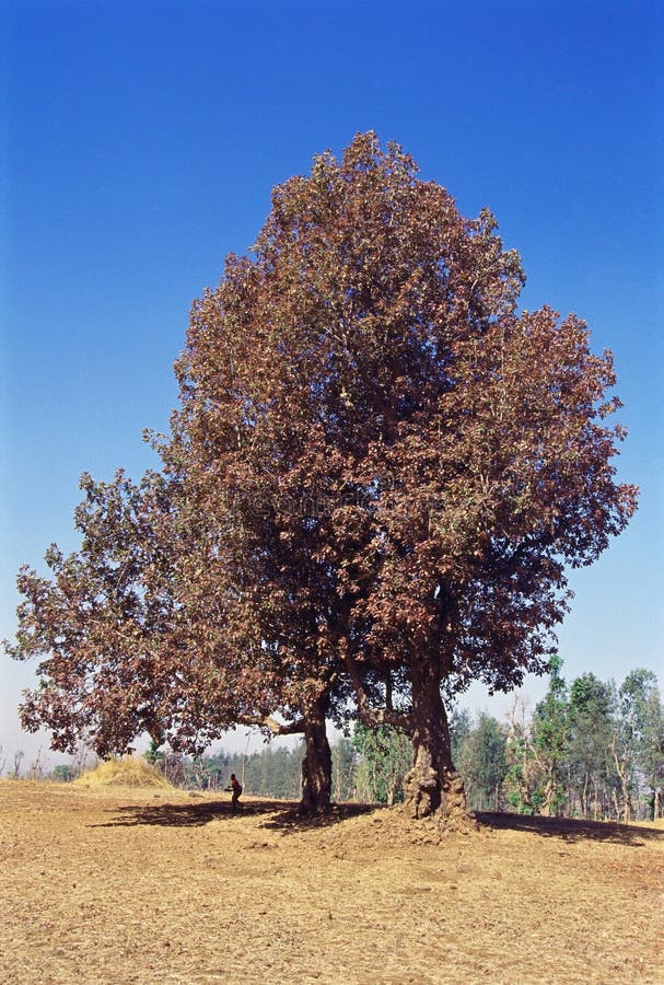 Mahua or Mohwa Tree Madhuca Latifolia, India Stock Photo - Image of ...