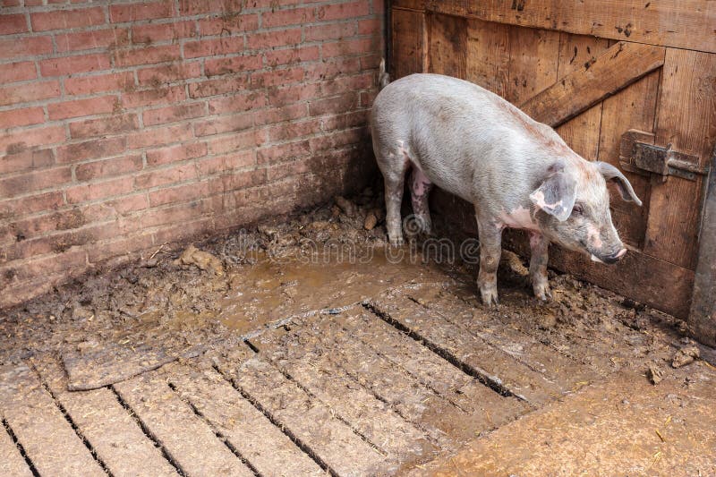 Maiale in Piedi in Una Stalla Fotografia Stock - Immagine di ranch ...