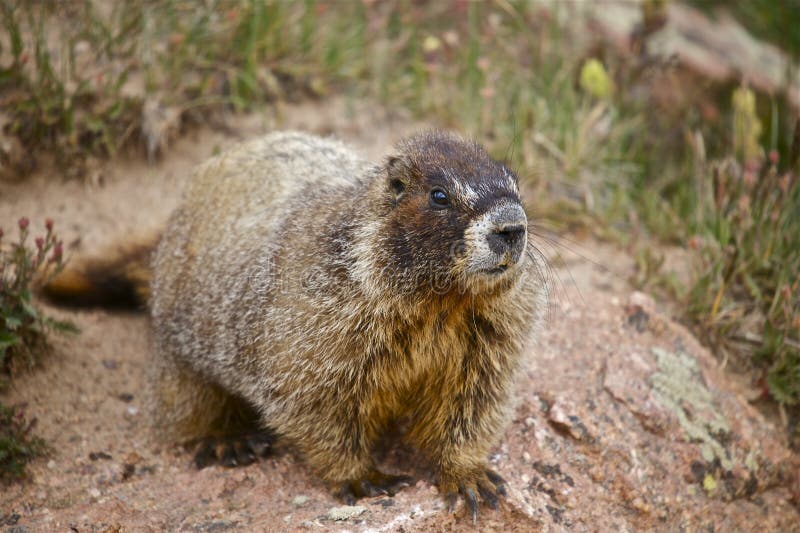 Maiale Del Fischio - Marmotta Immagine Stock - Immagine di roccioso ...