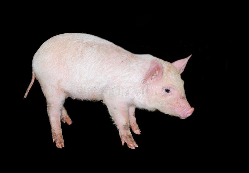 Maiale Del Porcellino Isolato Fotografia Stock - Immagine di maiale ...