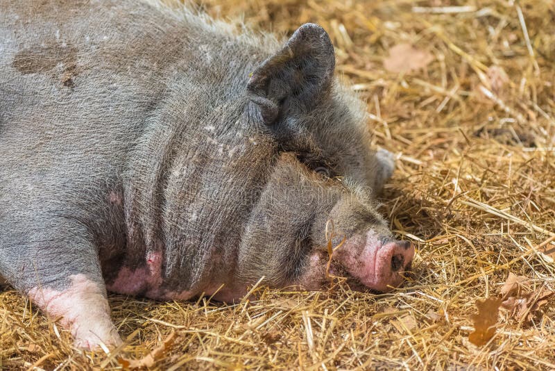 Piccolo maiale domestico fotografia stock. Immagine di colore - 130896794