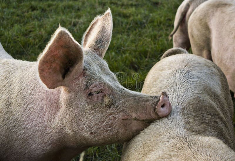 Maiali fotografia stock. Immagine di maiali, podere, porco - 12213528