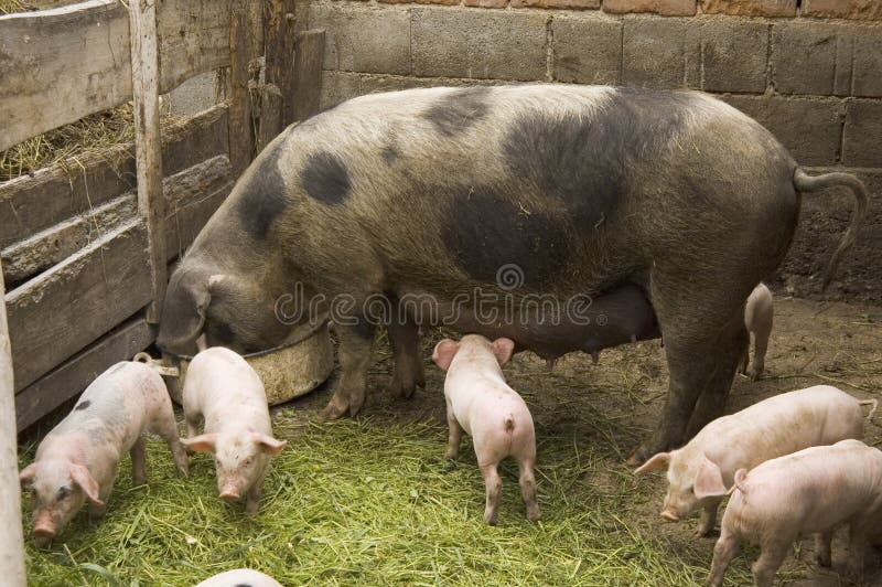 Maiali immagine stock. Immagine di podere, maiale, ritratto - 792075