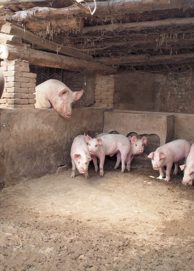 Maiali divertenti fotografia stock. Immagine di guardare - 40101128