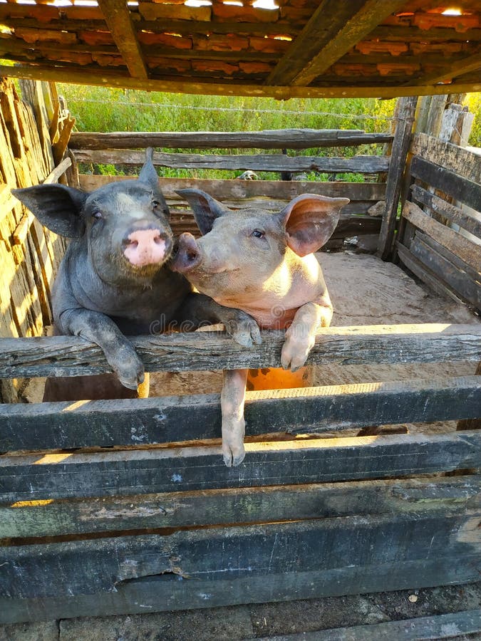 Una coppia di maiali fotografia stock. Immagine di pascolo - 19397042