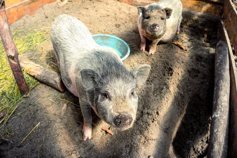Maiali Vietnamiti Dietro Un Recinto Della Maglia Su Un'azienda Agricola ...
