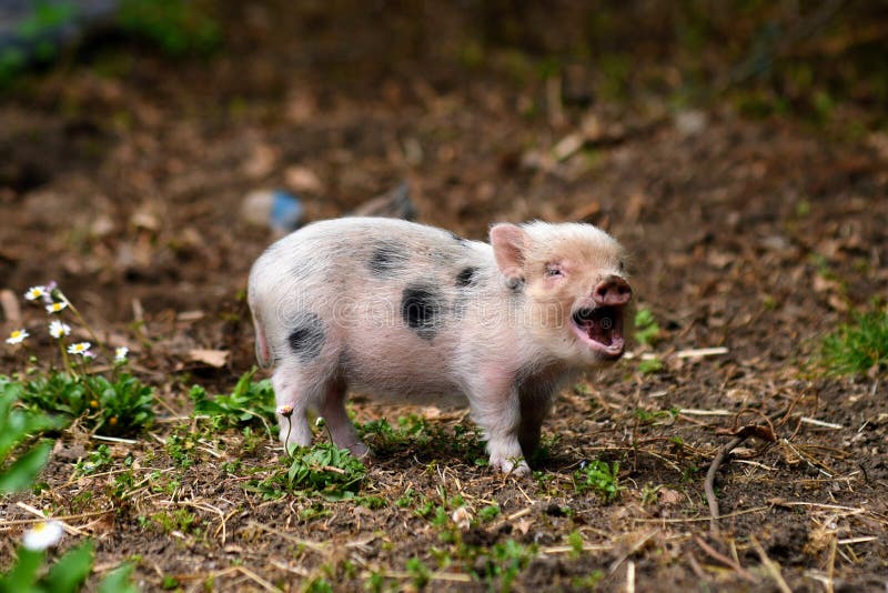 Dwarf pig cub yawning stock photo. Image of carnivore - 261467974