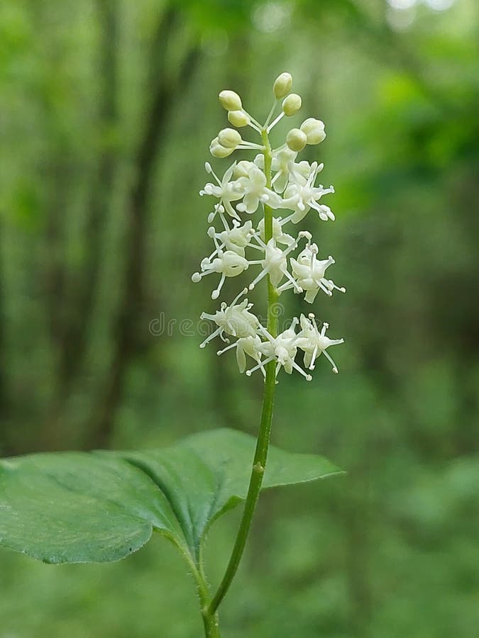 Maianthemum bifolium stock photo. Image of valley, wild - 257180082