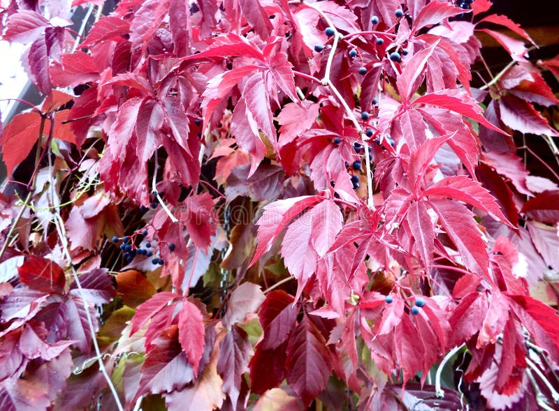 Maiden grapes stock image. Image of tree, leaves, spring - 258531883