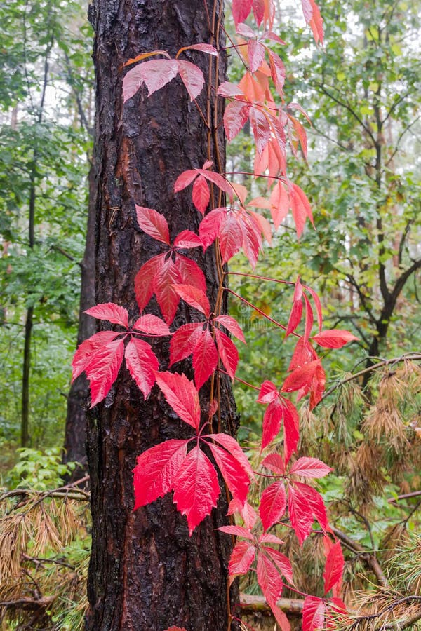 Maiden Grapes with Red Leaves Twine Along the Tree Trunk Stock Image ... Maiden Grapes with Red Leaves Twine Along the Tree Trunk Stock Image ...