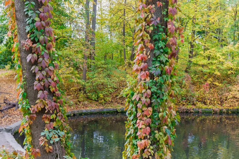 Maiden Grapes Stems with Autumn Leaves Creeping Along Tree Trunks Stock ... Maiden Grapes Stems with Autumn Leaves Creeping Along Tree Trunks Stock ...