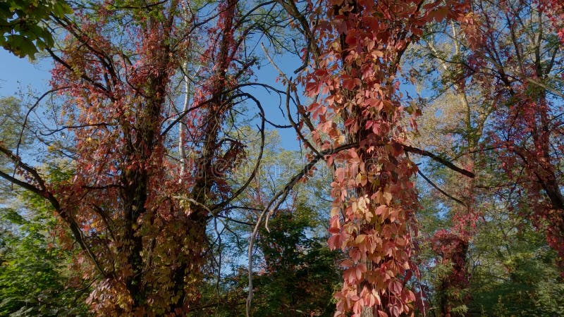 Maiden Grapes Stems Creeping Along the Tree Trunks in Autumn Stock ... Maiden Grapes Stems Creeping Along the Tree Trunks in Autumn Stock ...