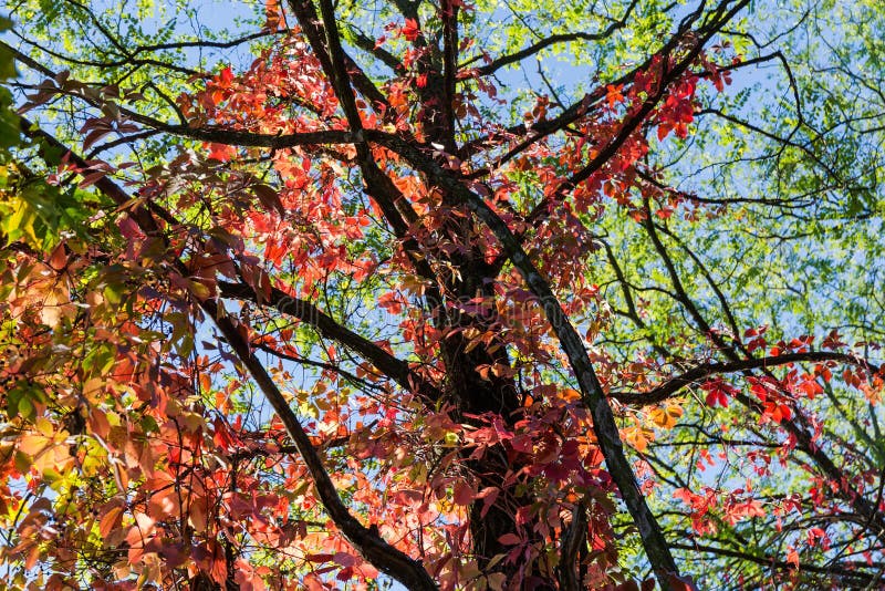 Maiden Grapes Stems Creeping Along the Tree Trunk in Autumn Stock Image ... Maiden Grapes Stems Creeping Along the Tree Trunk in Autumn Stock Image ...